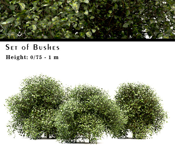 ArtStation - Set of Buxus (Box) Bushes - 3 Sizes | Resources
