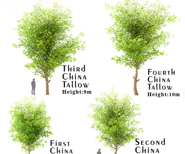 ArtStation - Set of China Tallow (Triadica Sebifera) Trees (4 Trees ...