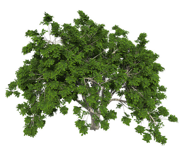ArtStation - American Elm Tree | Resources
