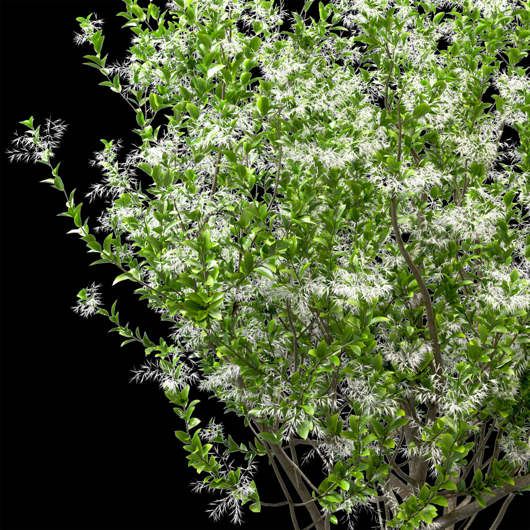 ArtStation - Set of American Fringe Trees (Chionanthus virginicus) (2 ...