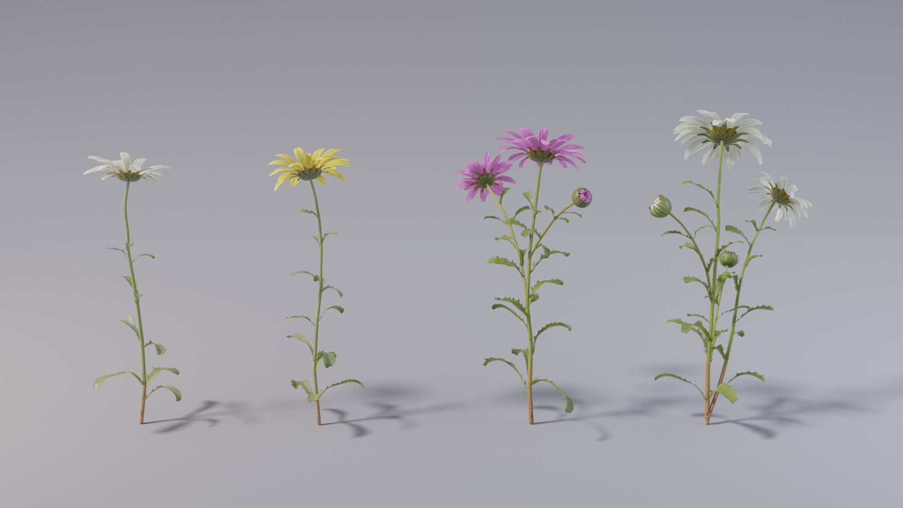 ArtStation - 3D Blooming Wildflower Collection Vol01 | Resources