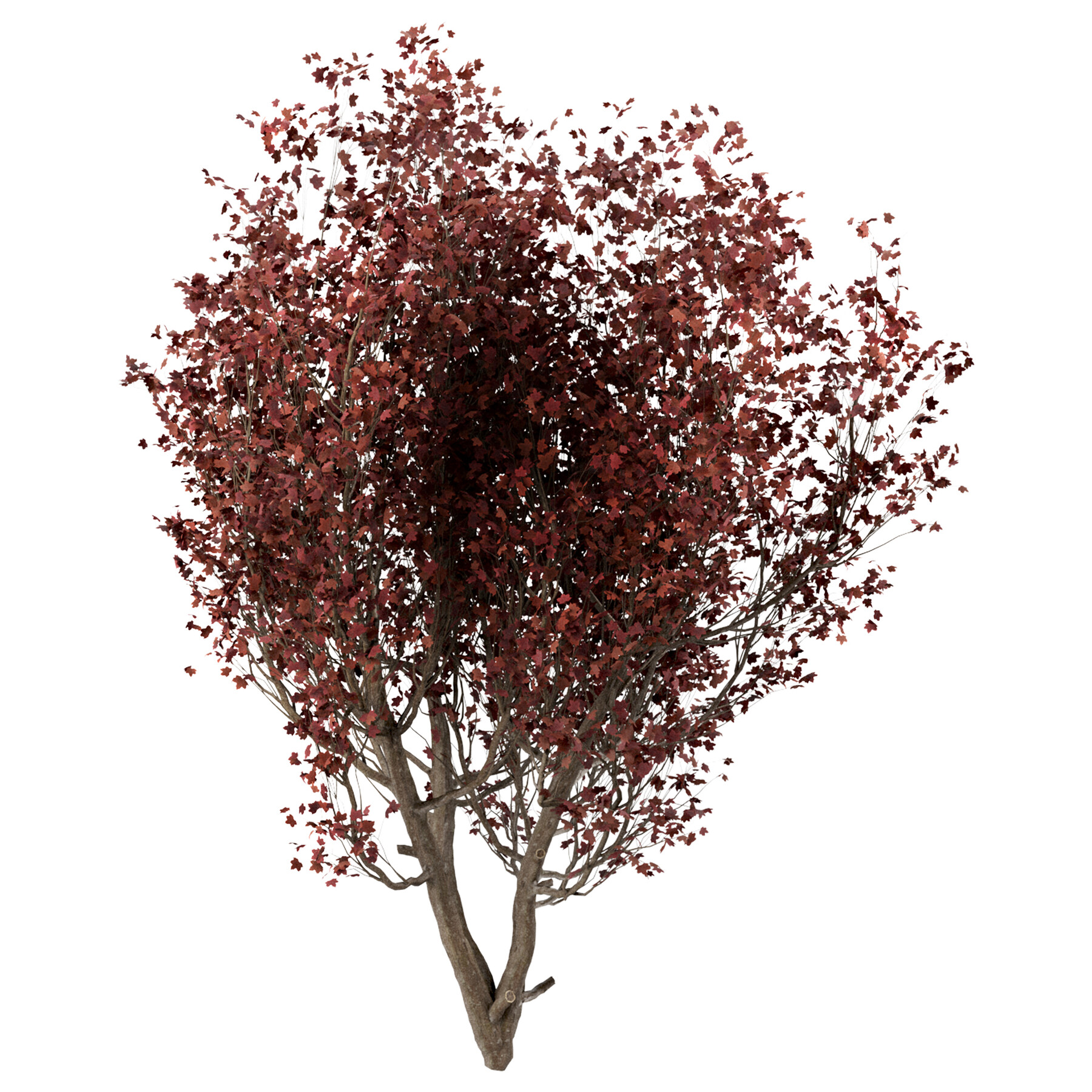 ArtStation - Set of Trees (Red Maple, Chinese Magnolia & Persian Silk ...