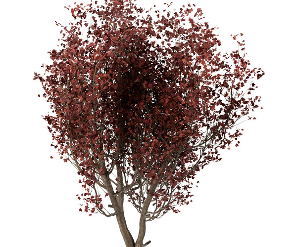 ArtStation - Set of Trees (Red Maple, Chinese Magnolia & Persian Silk ...