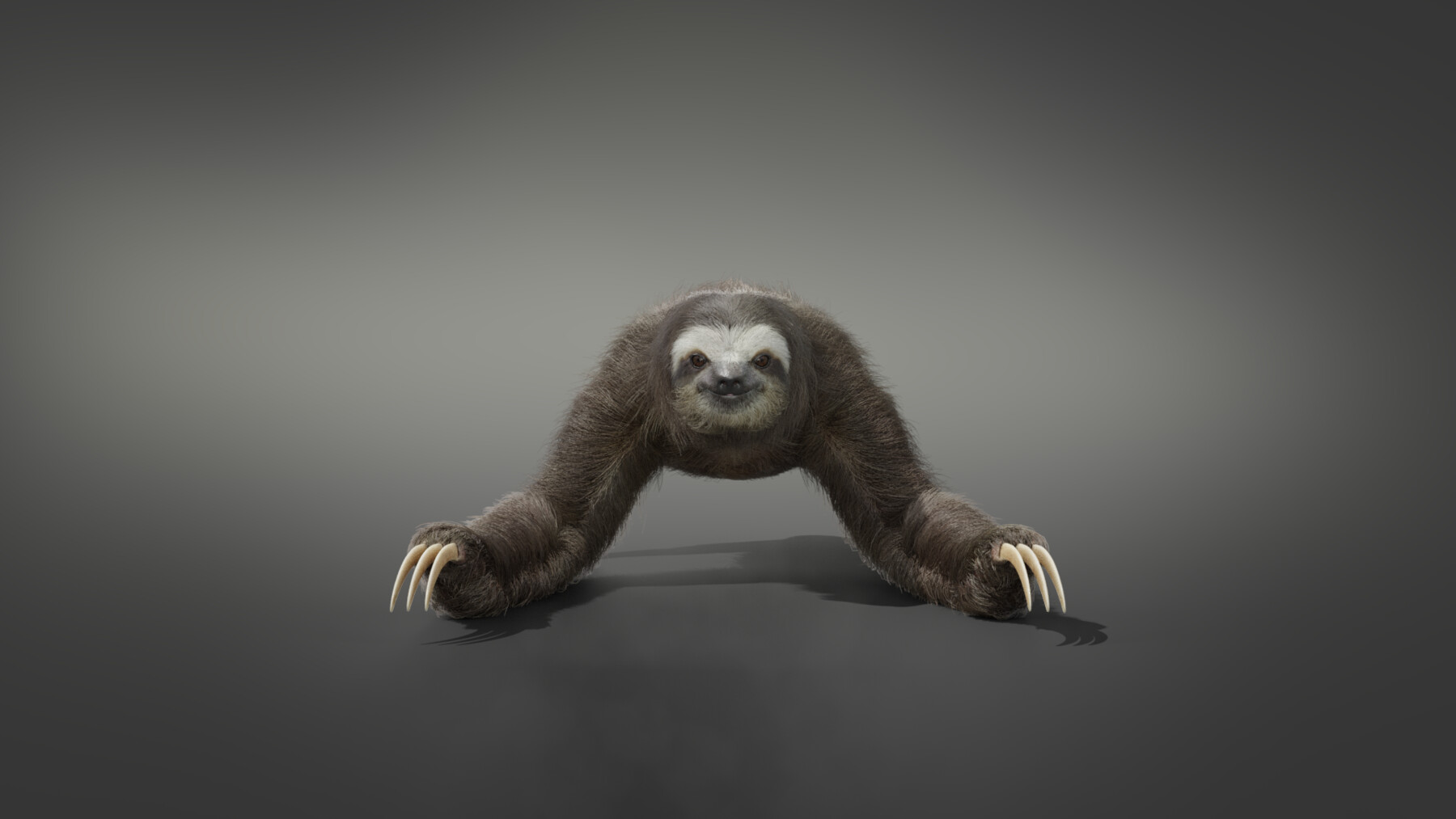 ArtStation - 3D Animal | Three-Toed Sloth Animated | Resources