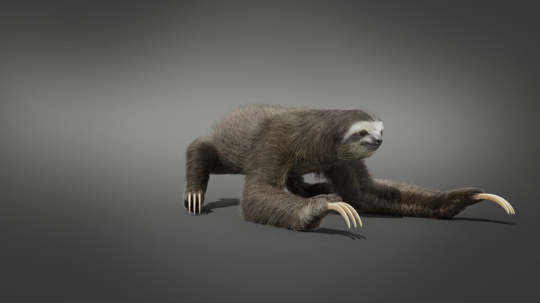 ArtStation - 3D Animal | Three-Toed Sloth Animated | Resources