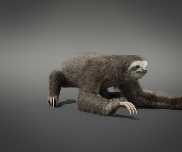 ArtStation - 3D Animal | Three-Toed Sloth Animated | Resources