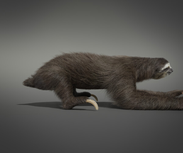 ArtStation - 3D Animal | Three-Toed Sloth Animated | Resources