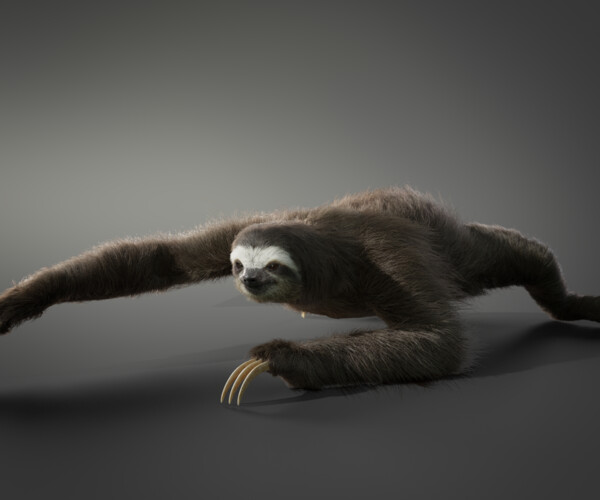 ArtStation - 3D Animal | Three-Toed Sloth Animated | Resources