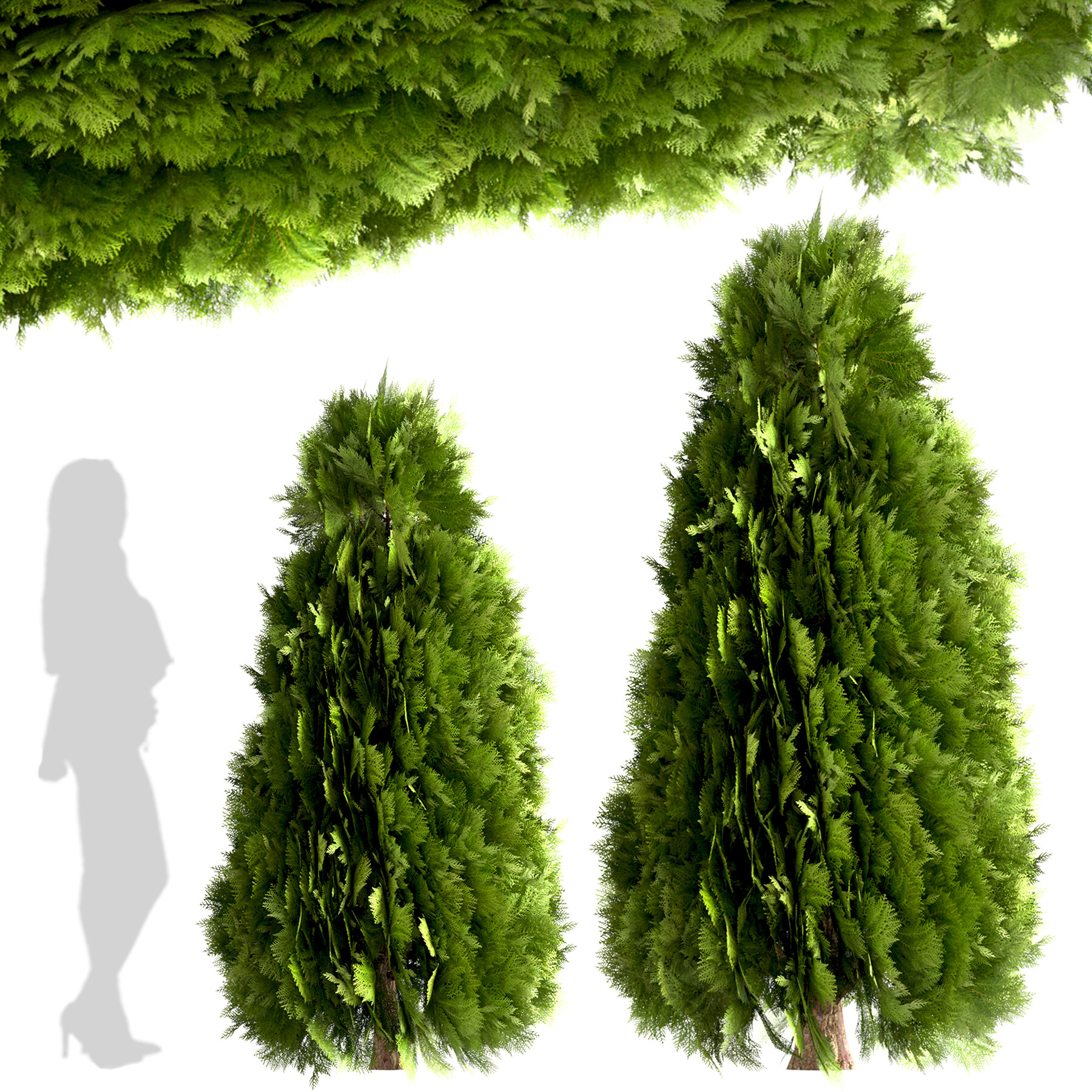 ArtStation - Set of Thuja Occidentalis Trees (Arborvitae) | Resources