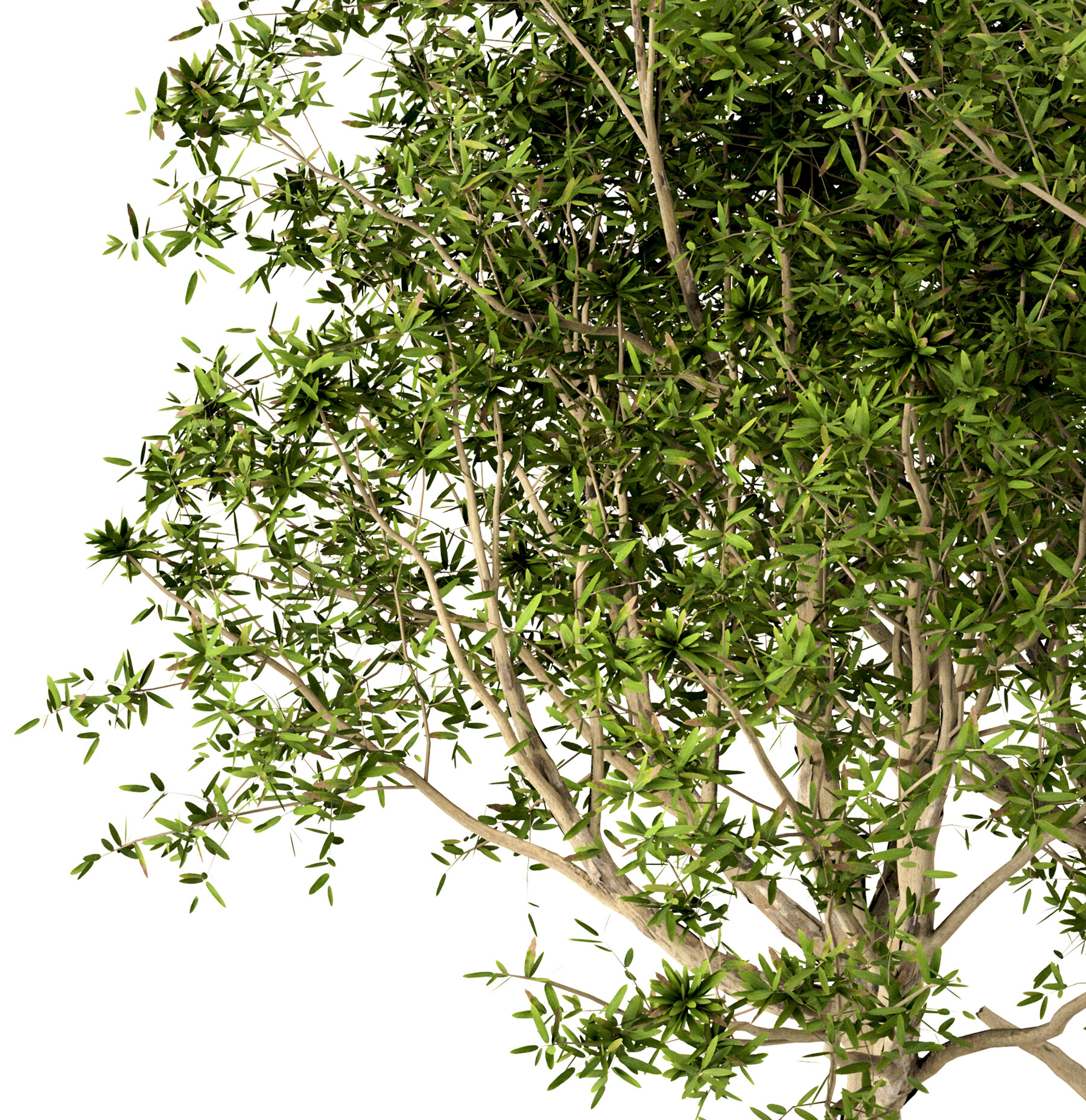 ArtStation - Set of Broad Leaved Paperbark Trees (Melaleuca ...