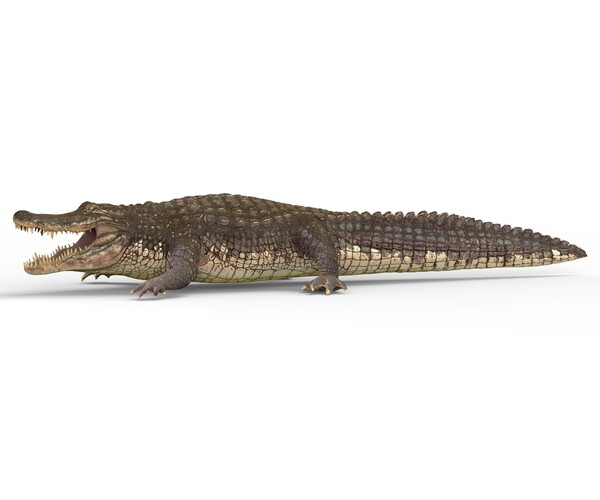 ArtStation - Alligator With PBR Textures | Game Assets