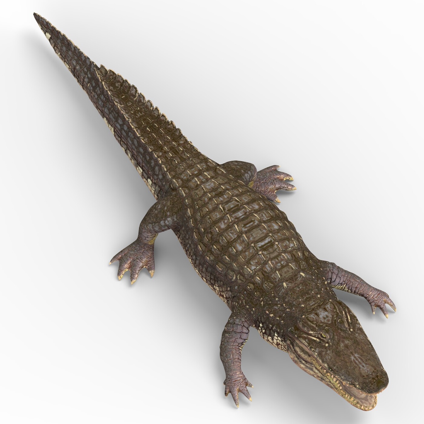 ArtStation - Alligator With PBR Textures | Game Assets