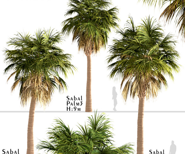 ArtStation - Set of Sabal Palm Trees (Cabbage Palm) (3 Trees) | Resources