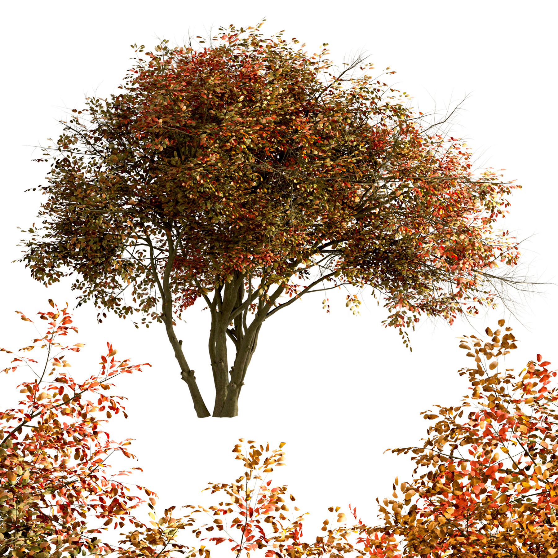 ArtStation - Set of Amelanchier Trees (Shadbush or Serviceberry) (2 ...