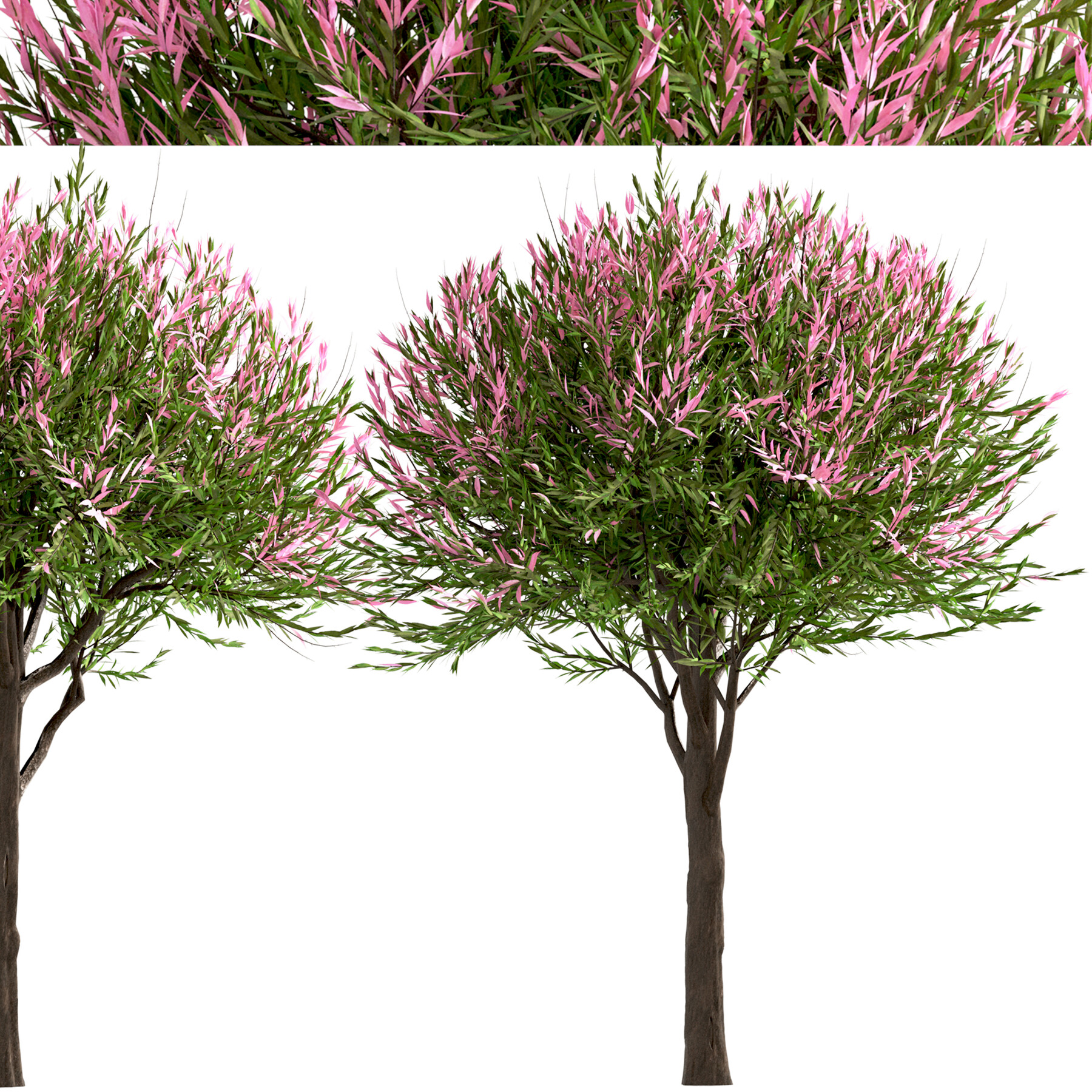 ArtStation - Set of Salix Integra Trees (Dappled Willow) (3 Trees ...