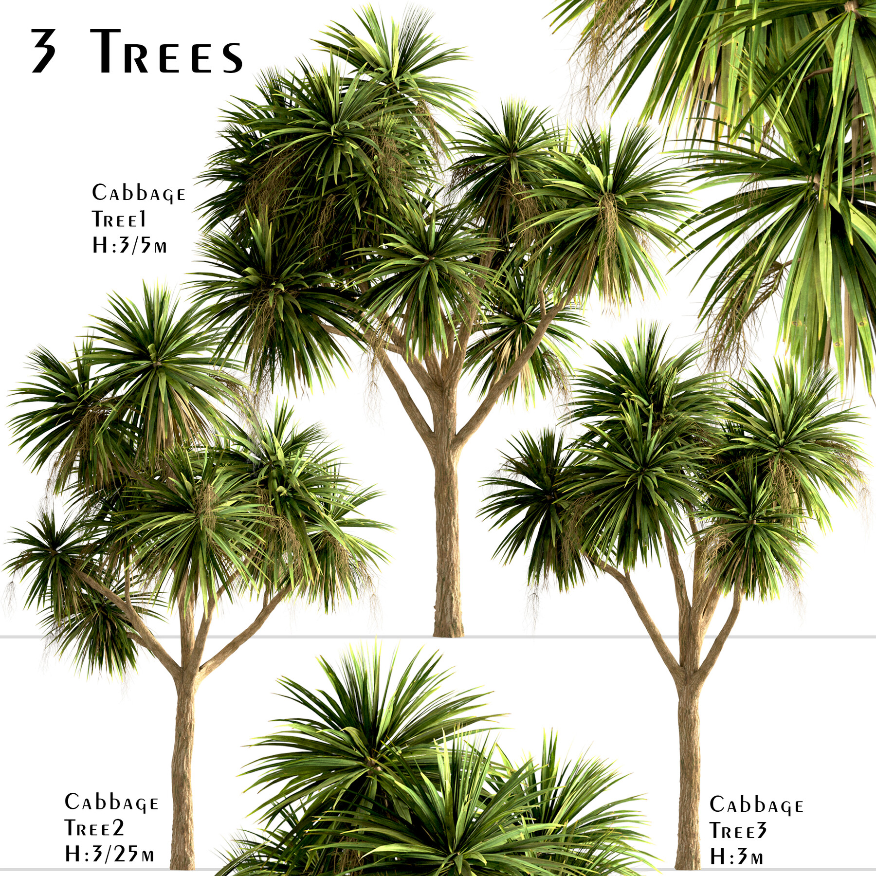 ArtStation - Set of New Zealand Cabbage trees (Cordyline Australis) (3 ...