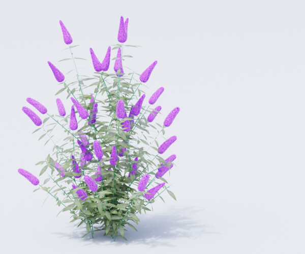 ArtStation - Buddleja davidii Purple | Resources