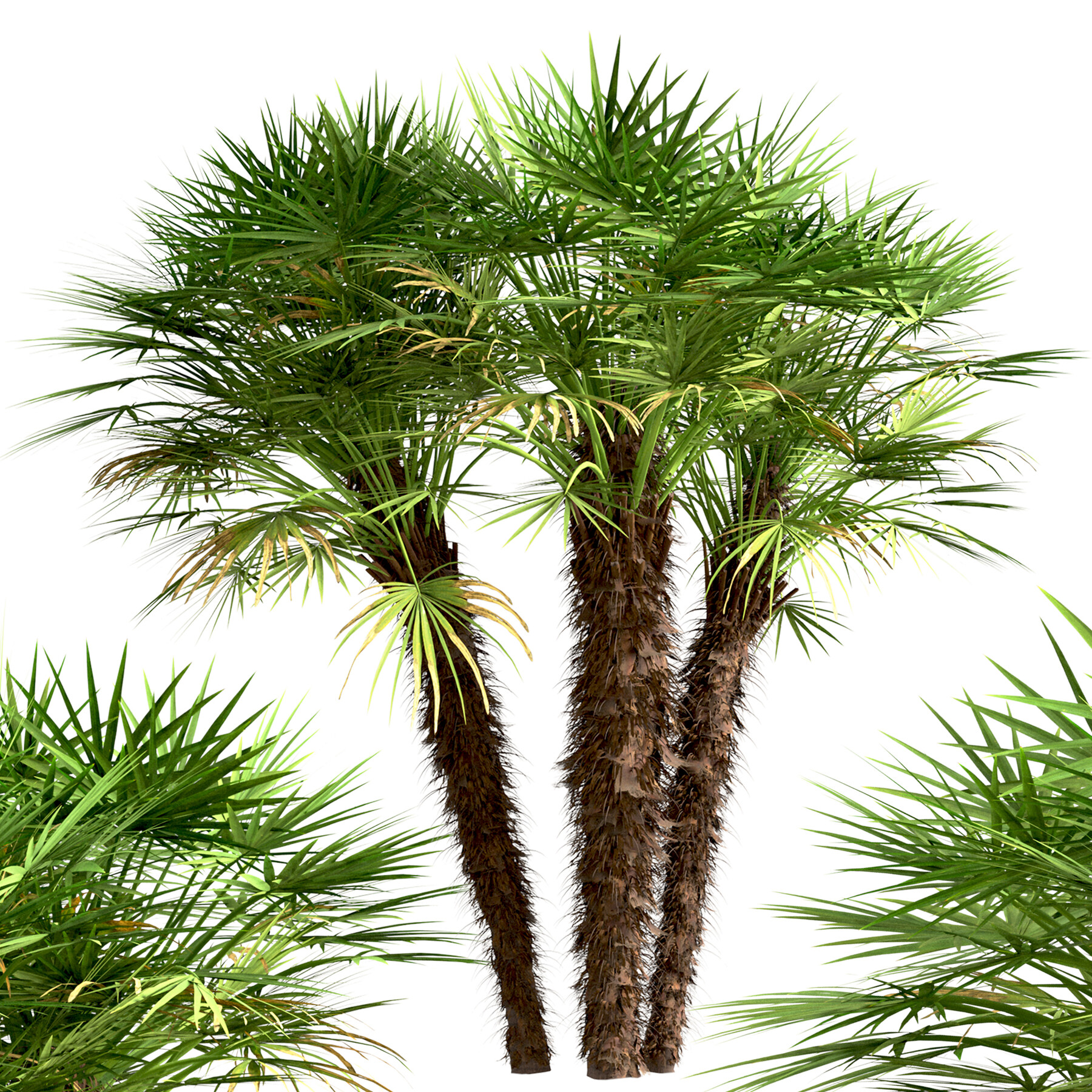 ArtStation - Set of European Fan Palm trees (Chamaerops Humilis) (3 ...