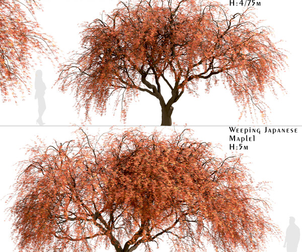 ArtStation - Set of Weeping Japanese Maple Trees (Acer Palmatum) (2 ...