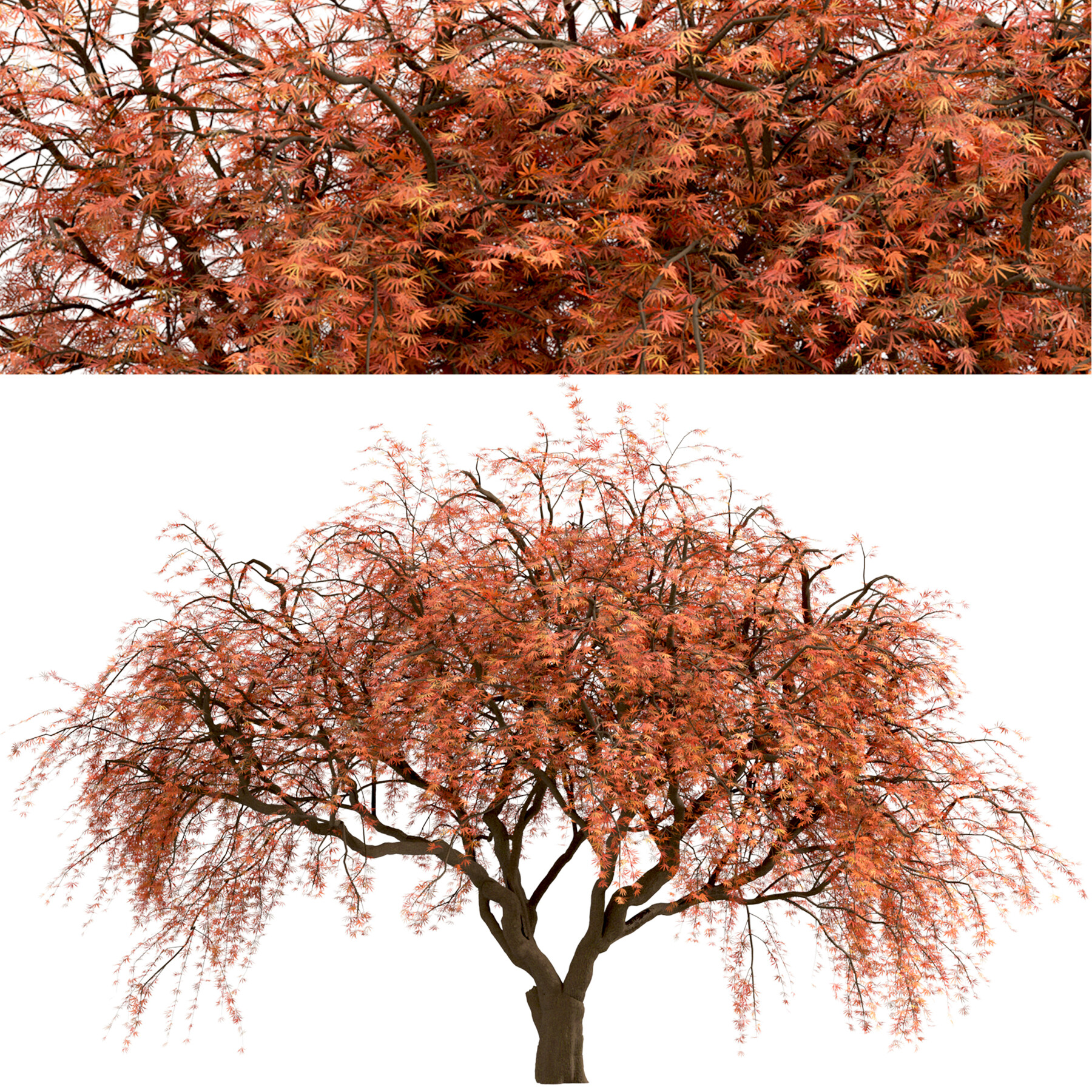 ArtStation - Set of Weeping Japanese Maple Trees (Acer Palmatum) (2 ...
