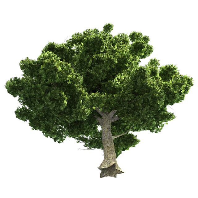 ArtStation - American Sycamore Tree | Resources