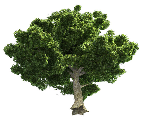 ArtStation - American Sycamore Tree | Resources