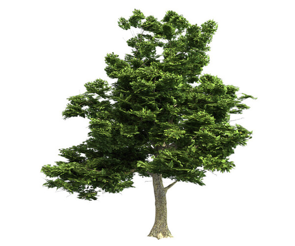 ArtStation - American Sycamore Tree | Resources