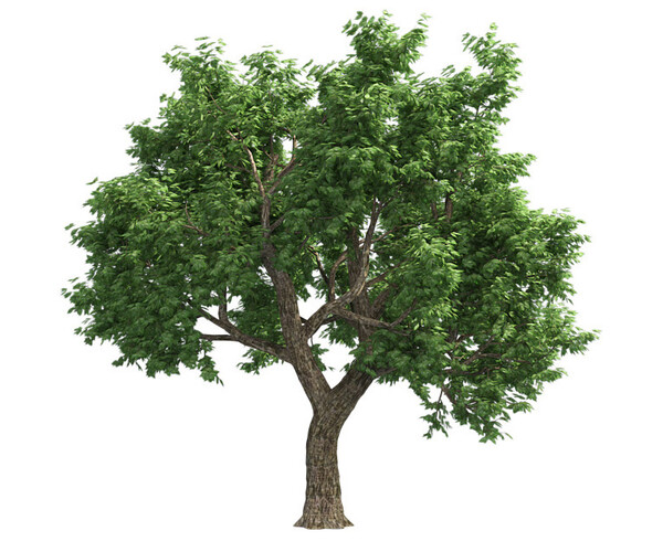 ArtStation - Amur Cork Tree 2 | Resources
