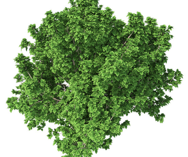 ArtStation - Bradford Pear Tree | Resources