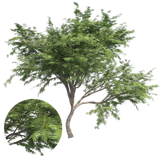 ArtStation - Hook Thorn Tree | Resources