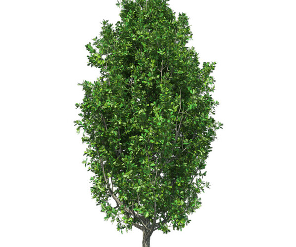 ArtStation - Cypress Oak Tree | Resources