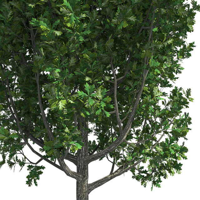 ArtStation - Cypress Oak Tree | Resources