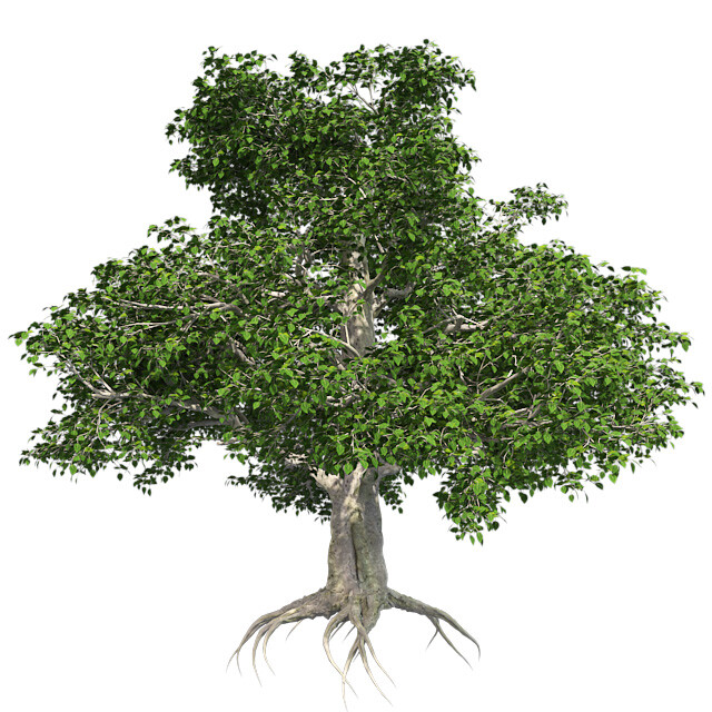 ArtStation - European Beech Tree | Resources