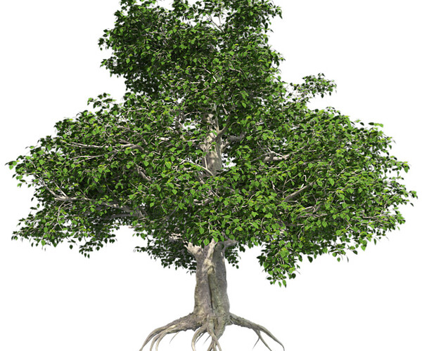 ArtStation - European Beech Tree | Resources