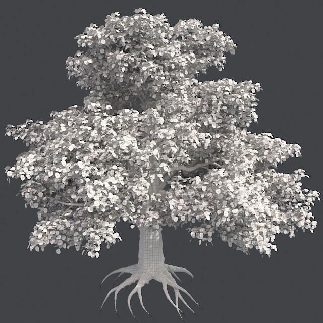ArtStation - European Beech Tree | Resources