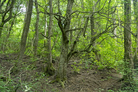 ArtStation - Eternal Forest Photo Reference Pack | Resources