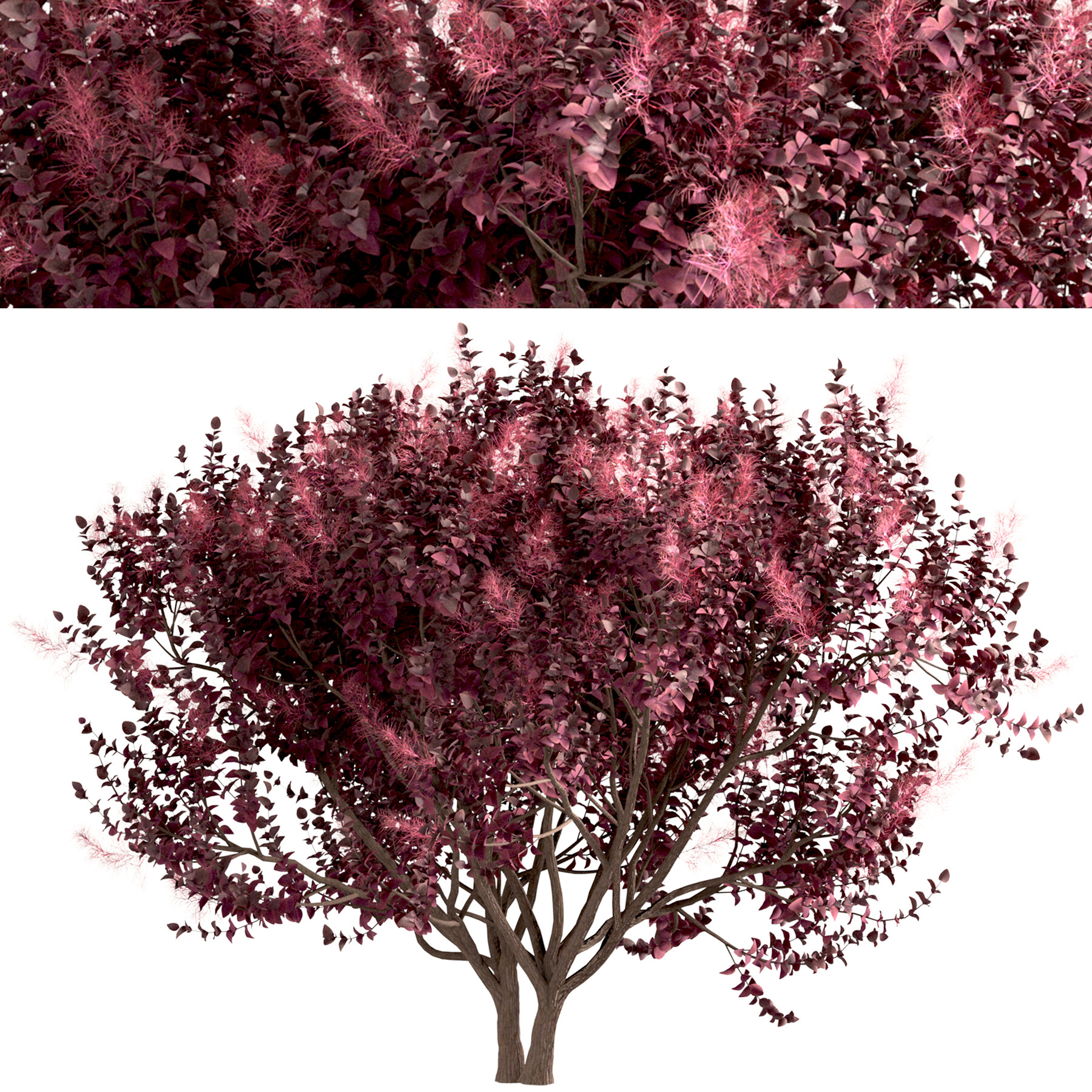 ArtStation - Set of Cotinus Coggygria trees (Smoke Tree) (3 Trees ...