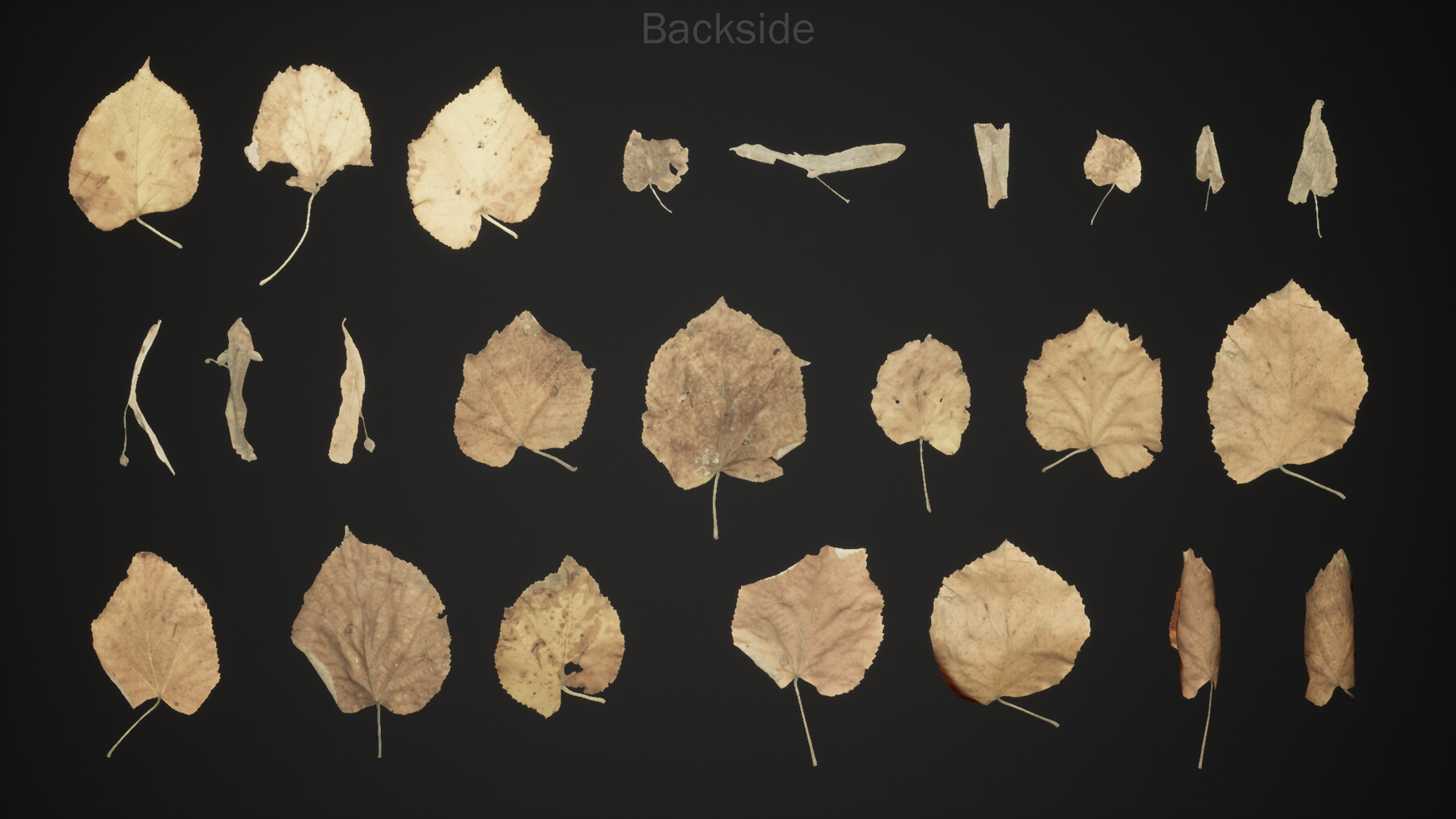 ArtStation - Tilia Dead Leaves 4K Scanned | Game Assets