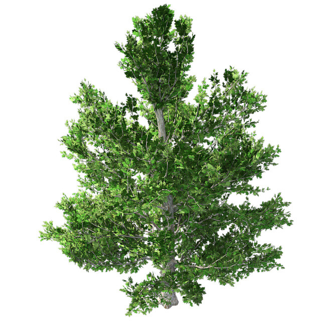 ArtStation - Sugar Maple Tree | Resources