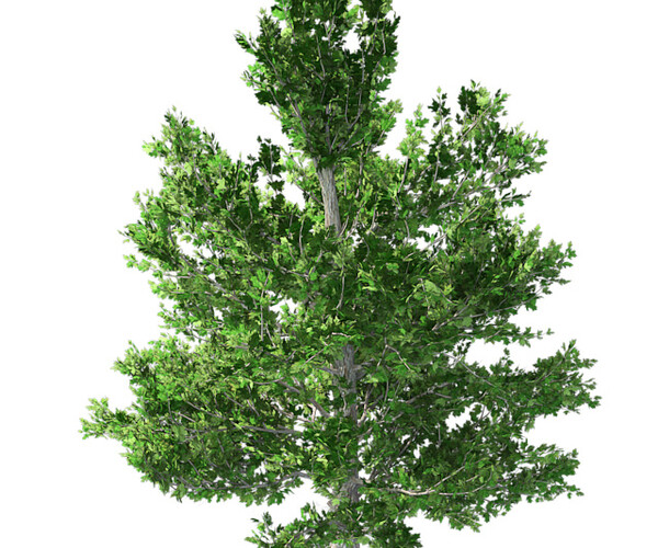 ArtStation - Sugar Maple Tree | Resources