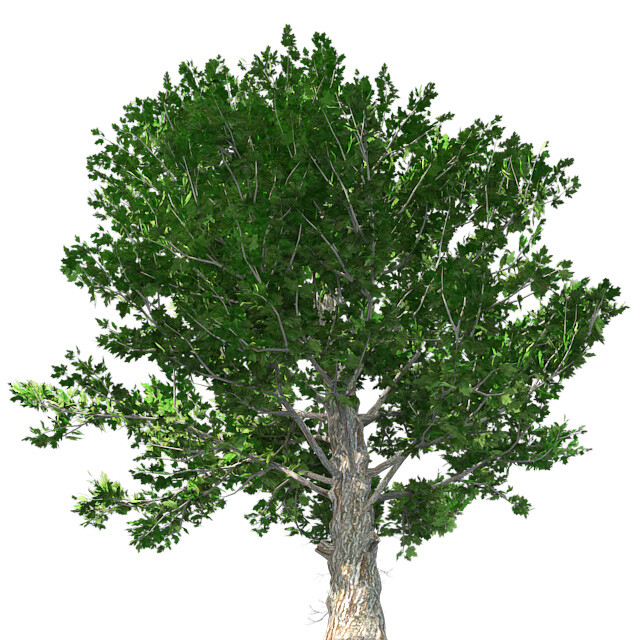 ArtStation - Sugar Maple Tree | Resources