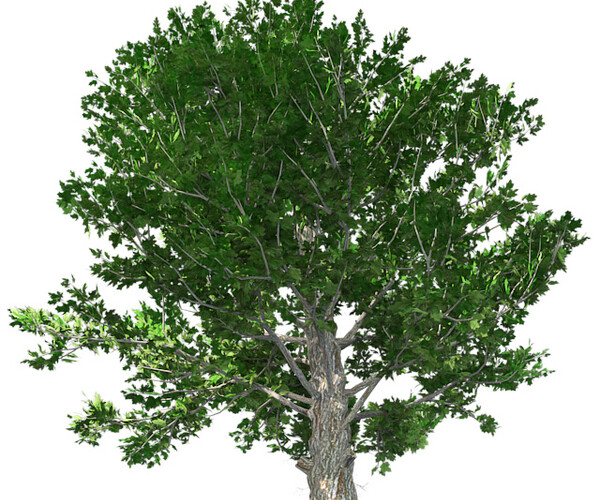 ArtStation - Sugar Maple Tree | Resources