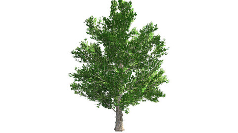 ArtStation - Sugar Maple Tree | Resources