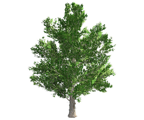 ArtStation - Sugar Maple Tree | Resources