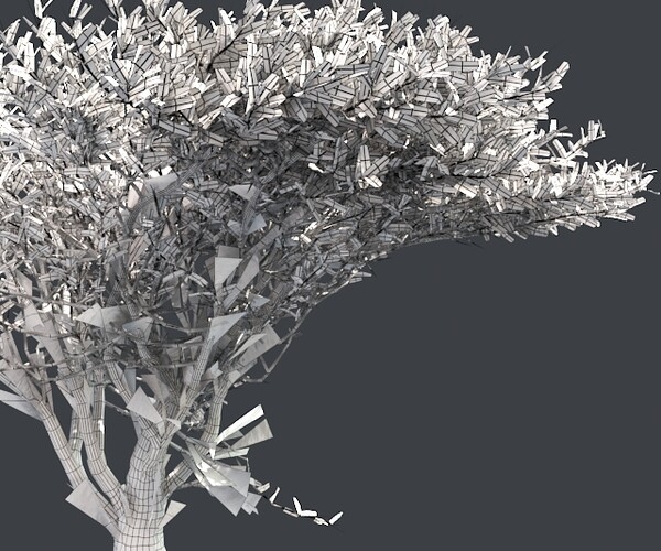 ArtStation - Umbrella Thorn Tree | Resources