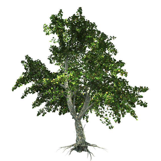 ArtStation - Katsura Tree | Resources