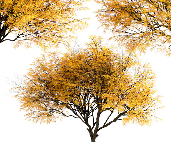 ArtStation - Set of Honey Locust Trees (Gleditsia Triacanthos) (2 Trees ...