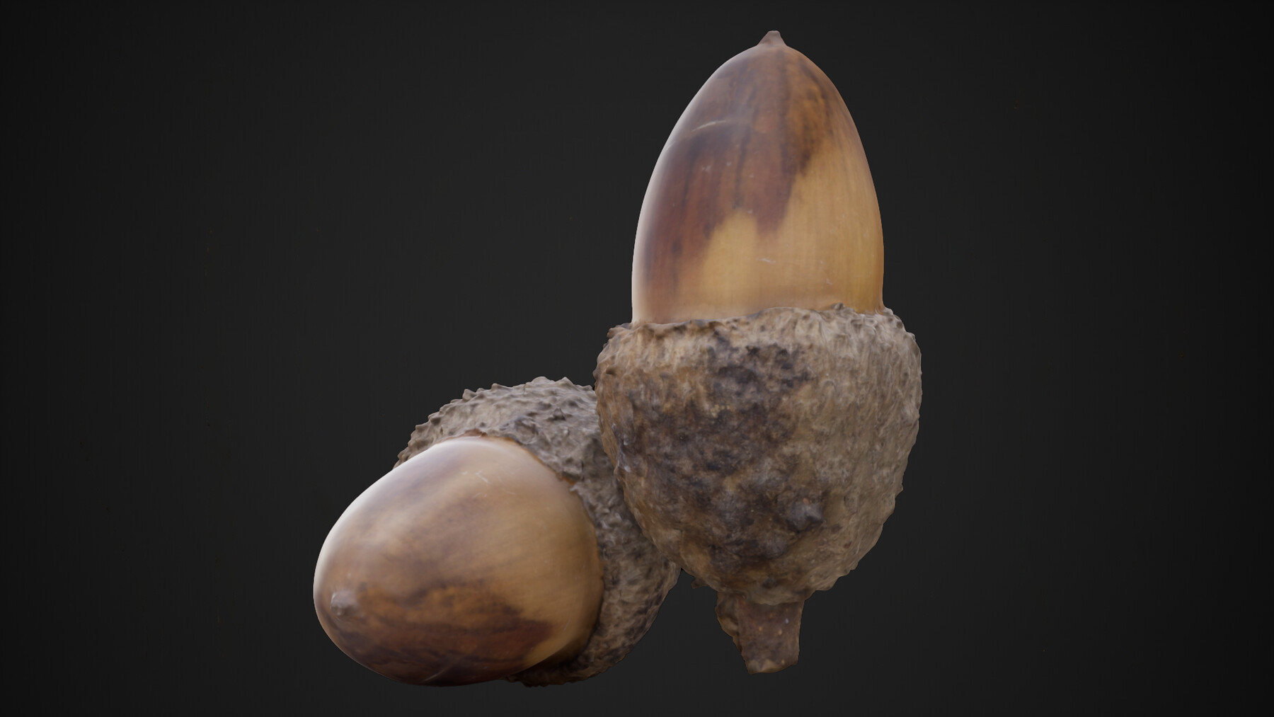 ArtStation - Acorn 4K Photoscanned | Game Assets