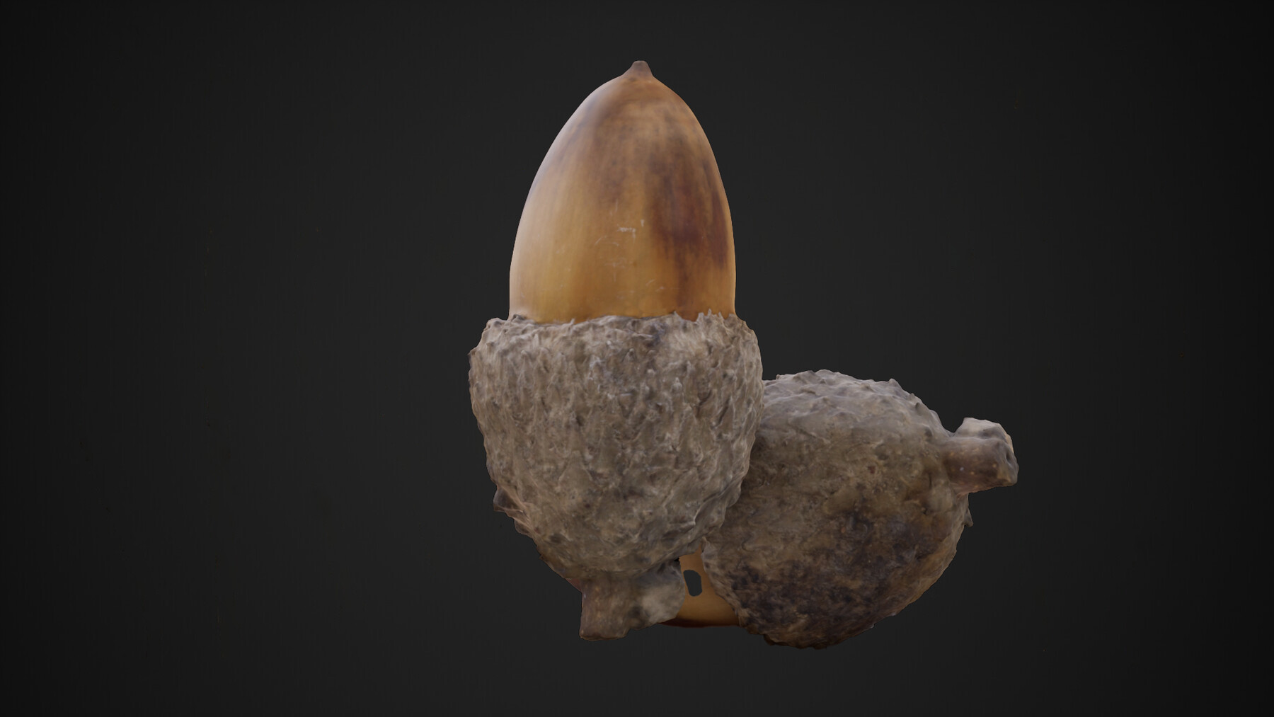ArtStation - Acorn 4K Photoscanned | Game Assets