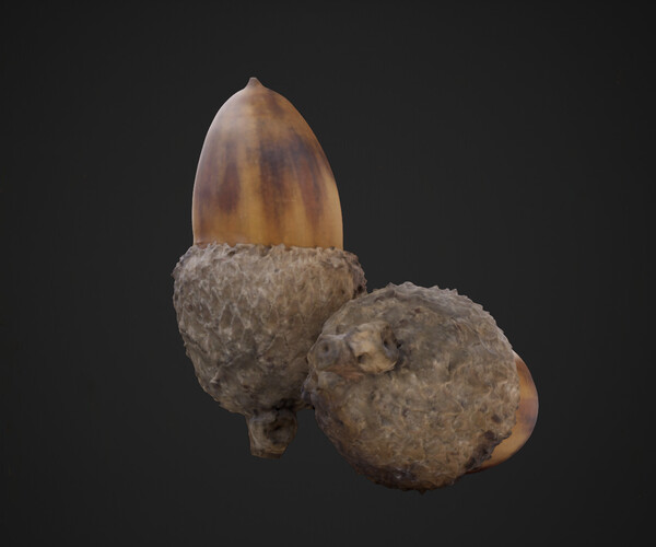 ArtStation - Acorn 4K Photoscanned | Game Assets